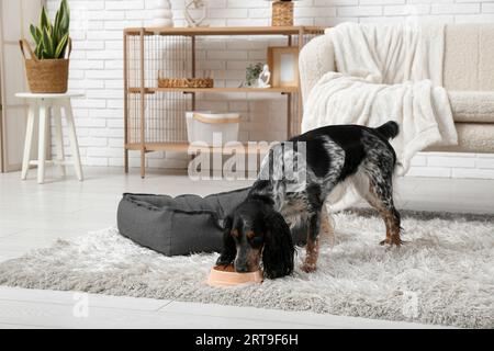 Cute cocker spaniel drinking water in living room Stock Photo - Alamy