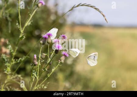 picture of cabbage white butterflies visiting thistle flowers at the ...