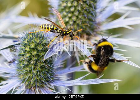 picture of a wasp defending itself against the attack of a bee Stock ...