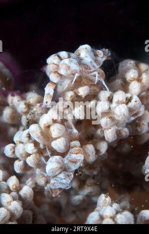 Broken-back Shrimp, Alcyonohippolyte sp, camouflaged in host coral ...