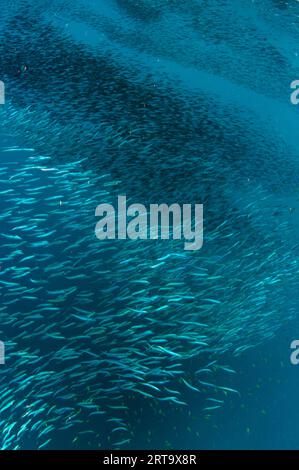 School of Silversides, Atherinomorus sp, Angel's Window dive site ...