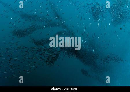 School of Silversides, Atherinomorus sp, Angel's Window dive site ...