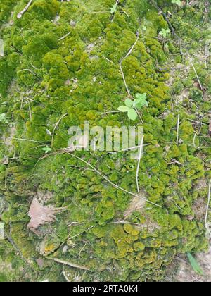 green mossy and algae growing on the soil surface Stock Photo - Alamy