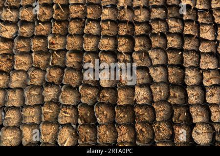Cuttage seedlings in the nutrition bowl Stock Photo - Alamy