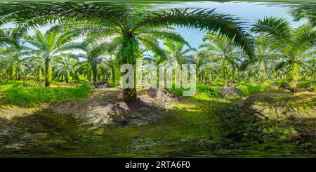 360° view of Oil palm plantations - Alamy