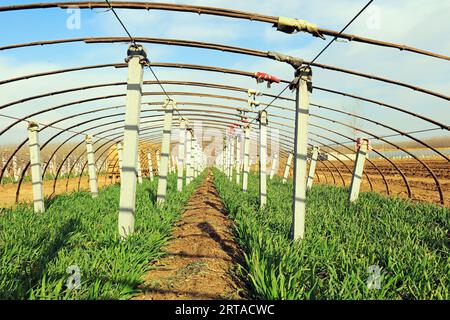 Leek and greenhouse frame Stock Photo - Alamy