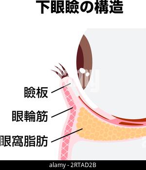 Lower eyelid structure vector illustration Stock Vector Image & Art - Alamy
