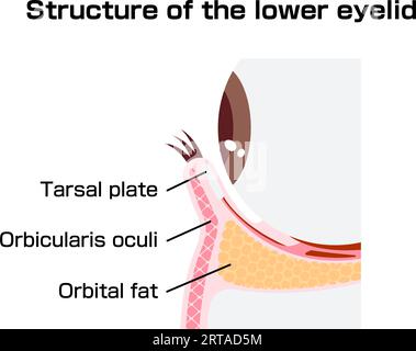 Lower eyelid structure vector illustration Stock Vector Image & Art - Alamy