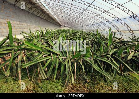 pitaya plant in a greenhouse on a farm Stock Photo - Alamy