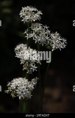 Garlic Chive Flowers (Allium tuberosum Stock Photo - Alamy