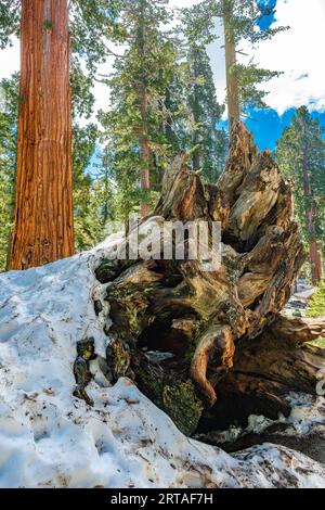 Tree stump next to giant Sequoia in Kings Canyon Natiional Park Stock ...