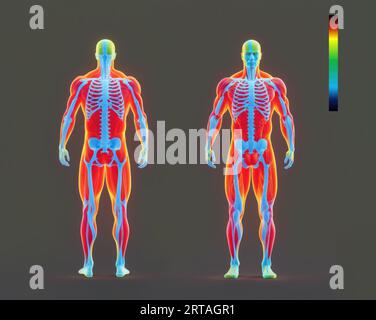 Human skeleton, full frontal view, from an early 20th century anatomy ...