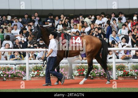 Smart Courage is led through the paddock before the Tanzanite Stakes at ...