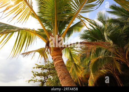Coconut trees in full bloom in Sanya, Hainan Province, China Stock ...