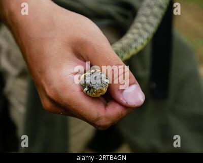 Grass snake being handled Stock Photo - Alamy
