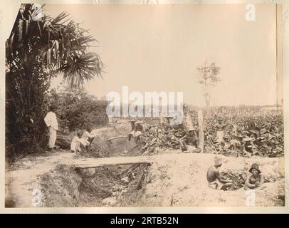 European Colonialism in Indonesia, 1900, 1890, View of a plantation ...