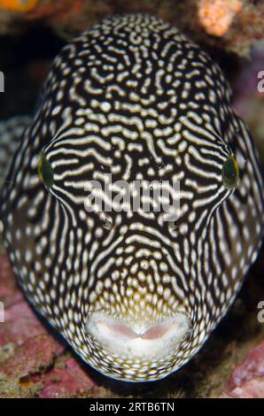 Map puffer (Arothron mappa), Bali, Striped pufferfish, Map pufferfish ...