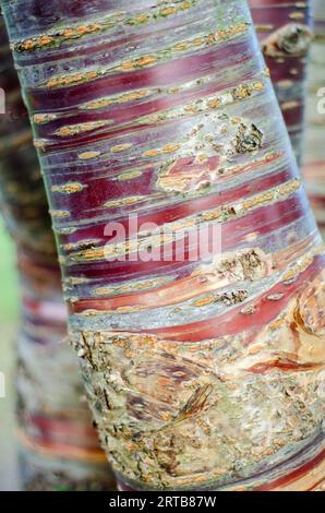 birch bark cherry tree, birchbark cherry, paperbark cherry, or Tibetan ...