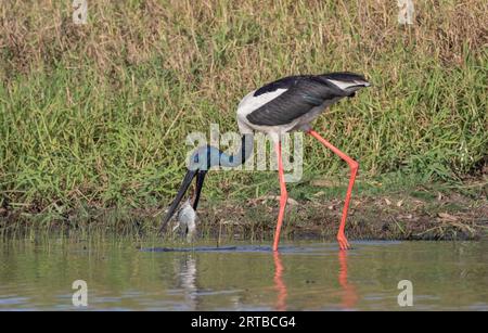 A male Black-Necked Stork has caught a Barramundi. Northern Territory ...