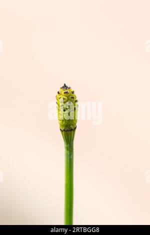 Branched Horsetail (Equisetum ramosissimum Stock Photo - Alamy
