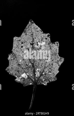 aspen, poplar (Populus spec.), decomposed poplar leaf against black ...