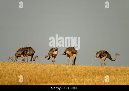 greater rhea (Rhea americana), five greater rheas foraging on a stubble ...