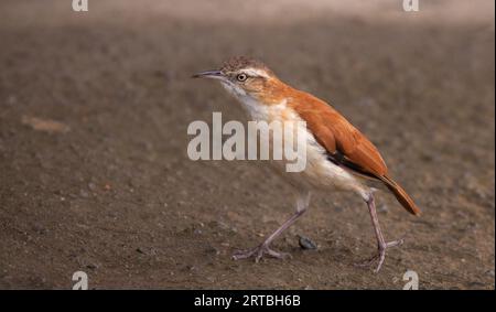 Pacific Hornero (Furnarius leucopus cinnamomeus, Furnarius cinnamomeus ...