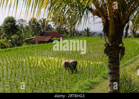 Balinese farmers working at the UNESCO rice terraces in Jatiluwih, Bali ...