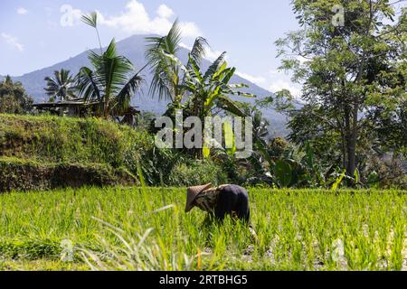 Balinese farmers working at the UNESCO rice terraces in Jatiluwih, Bali ...