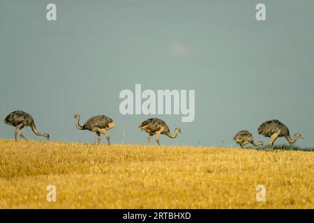 greater rhea (Rhea americana), five greater rheas foraging on a stubble ...