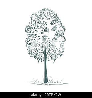 Deciduous tree. Hand drawn ink. Sketch of plants. Isolated on white ...