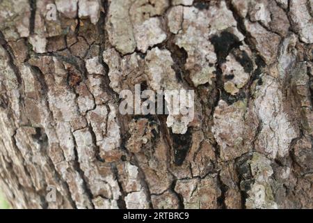 Photo of Mango tree bark with roots inside Stock Photo - Alamy