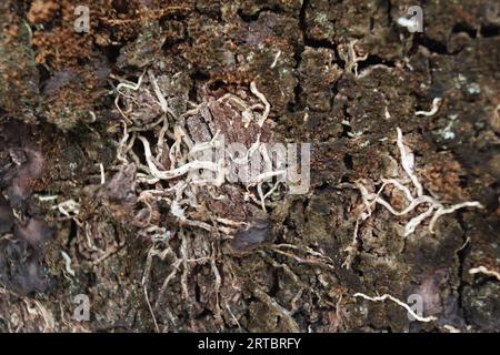 Photo of Mango tree bark with roots inside Stock Photo - Alamy