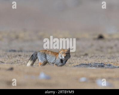 Tibetan sand fox from gurudongmar lake, North Sikkim Stock Photo - Alamy