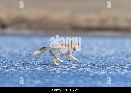 Tibetan sand fox from gurudongmar lake, North Sikkim Stock Photo - Alamy