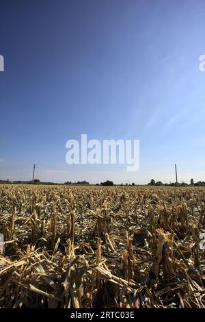 Mowed corn field with pylons and over head cables passing on it on a ...