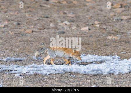 Tibetan sand fox from gurudongmar lake, North Sikkim Stock Photo - Alamy