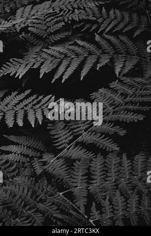 black and white Beautyful ferns leaves green foliage natural floral ...