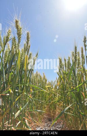 Campo de trigo HB4 en Argentina Stock Photo - Alamy