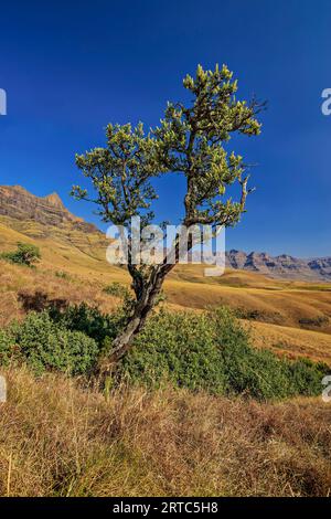 Drakensberg from Contour-Path, Giant's Castle, Drakensberg, Kwa Zulu ...