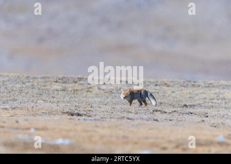Tibetan sand fox from gurudongmar lake, North Sikkim Stock Photo - Alamy