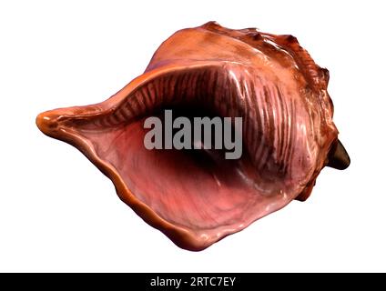 3D rendering of a sea conch isolated on white background Stock Photo ...