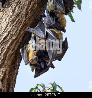The Pemba Flying Fox is one of the largest of the fruit bat family ...