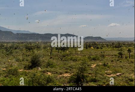 Huge swarm of locusts in Omo valley, Ethiopia Stock Photo - Alamy