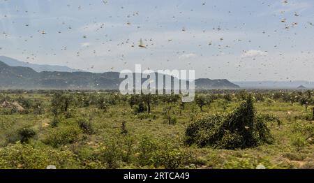 Huge swarm of locusts in Omo valley, Ethiopia Stock Photo - Alamy