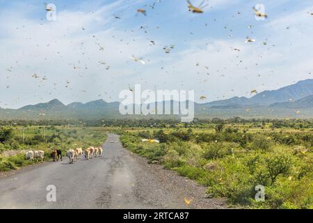 Huge swarm of locusts in Omo valley, Ethiopia Stock Photo - Alamy