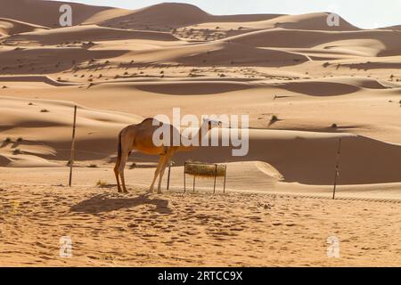 A lone camel in the Wahiba Sands desert in front of a trough with straw ...