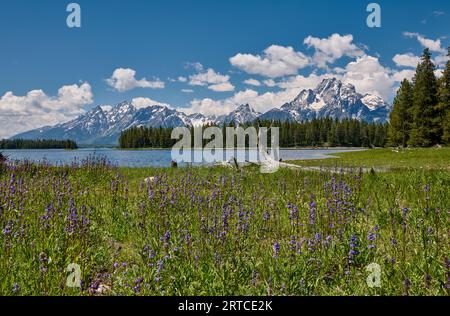 spring flowers with Grand Teton Range, Grand Teton National Park ...
