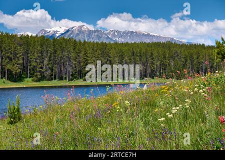 spring flowers in Grand Teton National Park, Wyoming, United States of ...