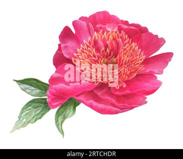 Flower watercolor illustration of peonies and petals isolated, bouquet ...